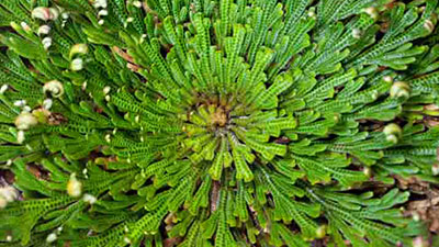 Jericho Flower: The Resurrection Plant of Magic Renewal - Shee Alchemy